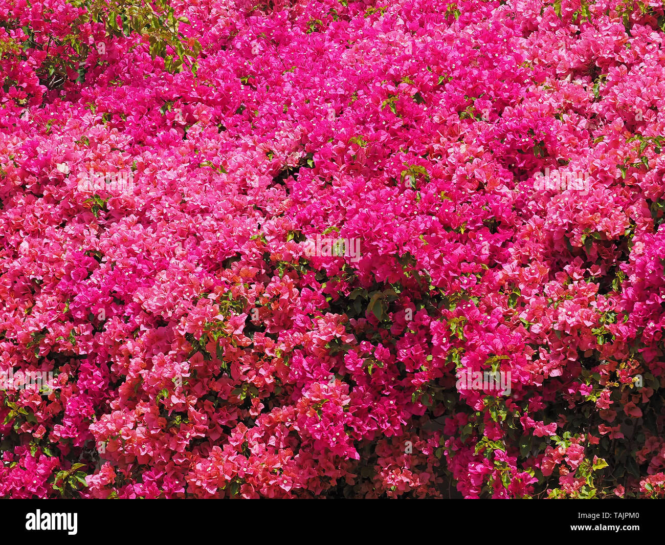 Blooming azalea hi-res stock photography and images - Alamy