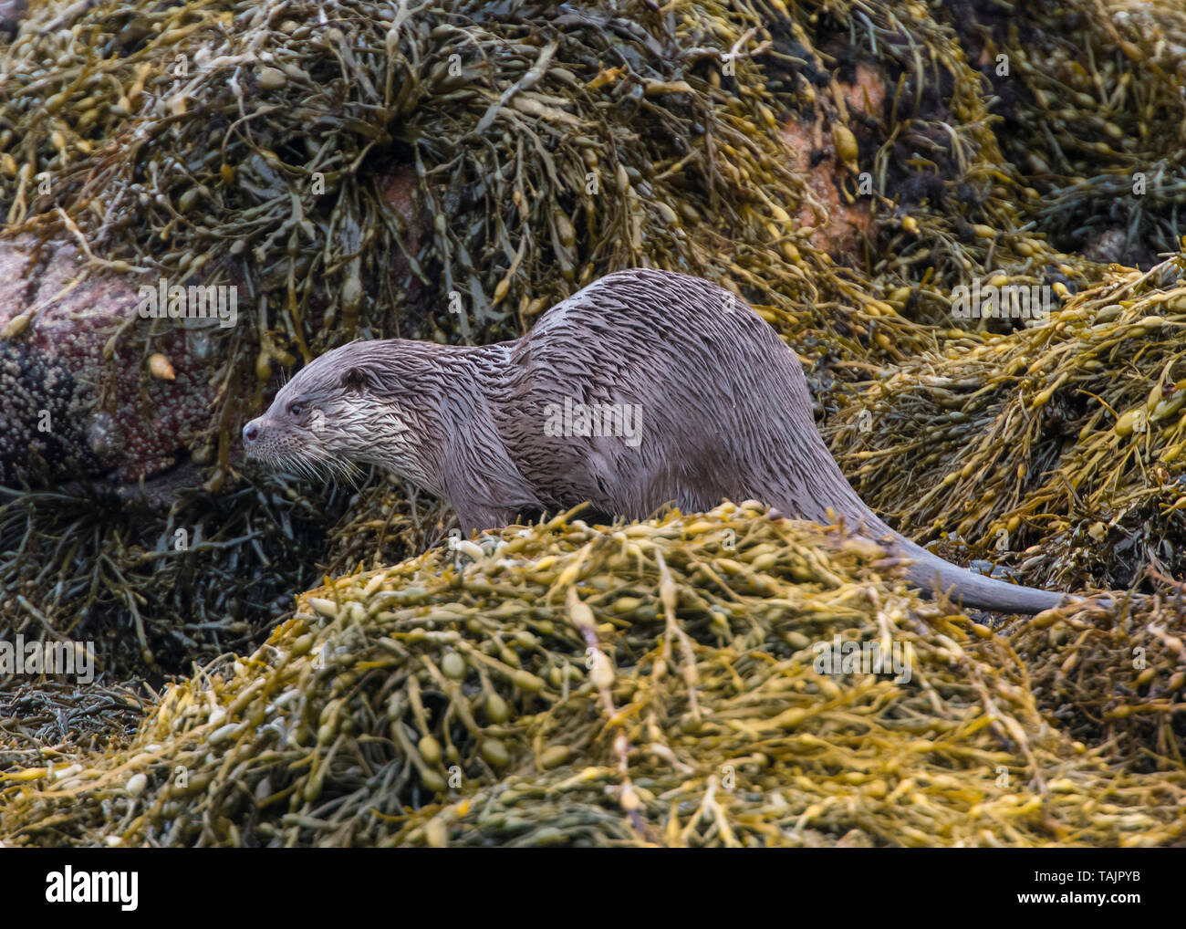 Scottish coastal otter, islay scotland hi-res stock photography and ...