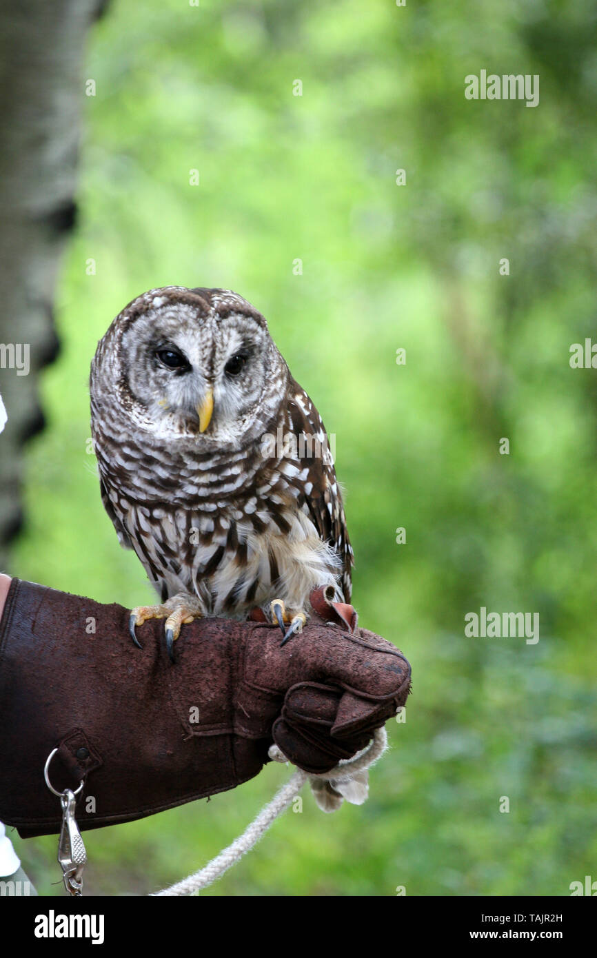 A barn owl sitting on the arm of a handler Stock Photo - Alamy