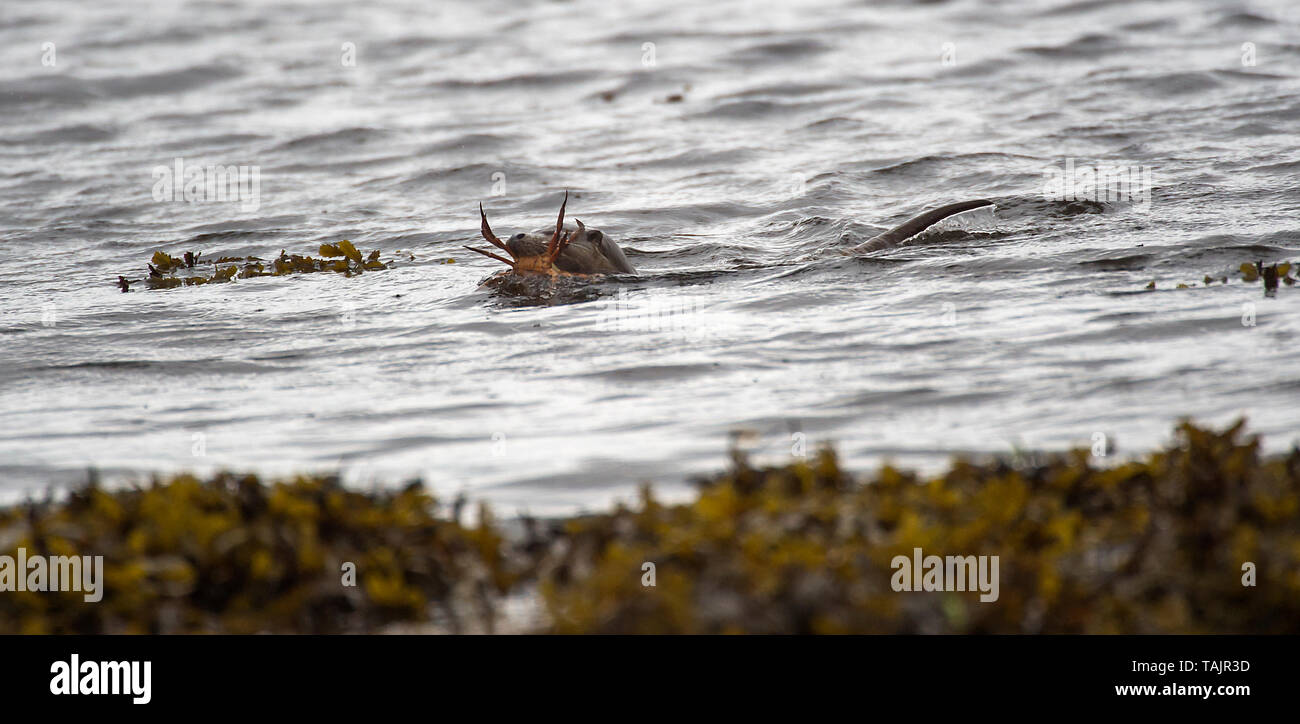 Scottish coastal otter, islay scotland hi-res stock photography and ...