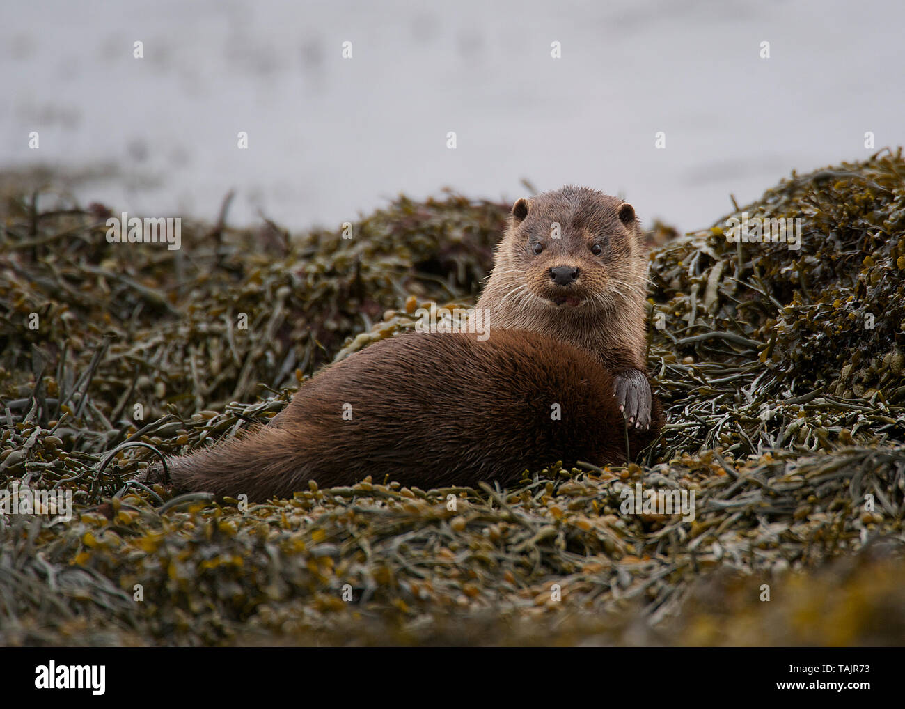 Scottish Coastal otter, islay Scotland Stock Photo - Alamy