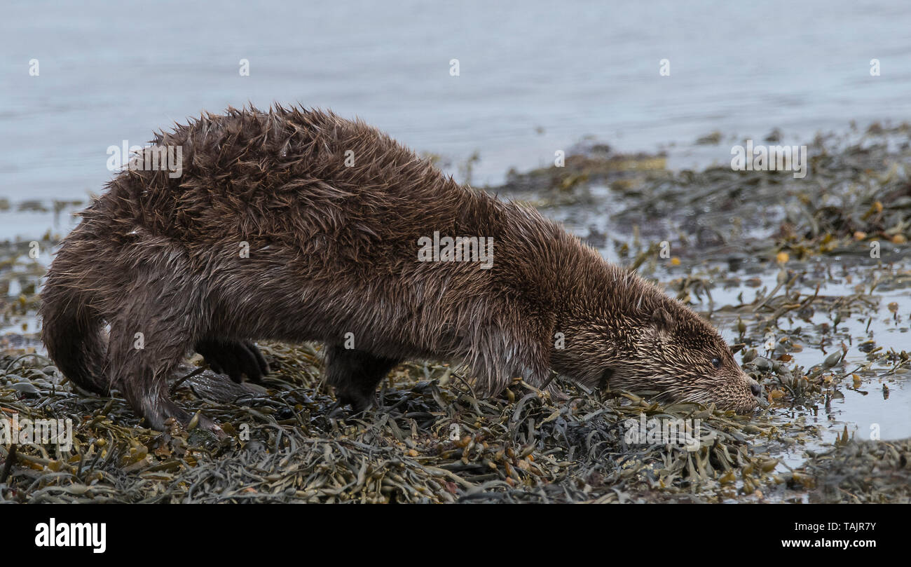 Scottish coastal otter, islay scotland hi-res stock photography and ...