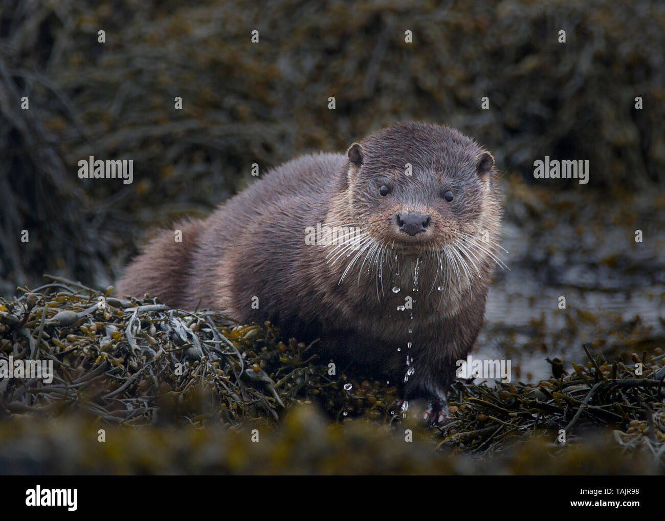 Scottish coastal otter, islay scotland hi-res stock photography and ...
