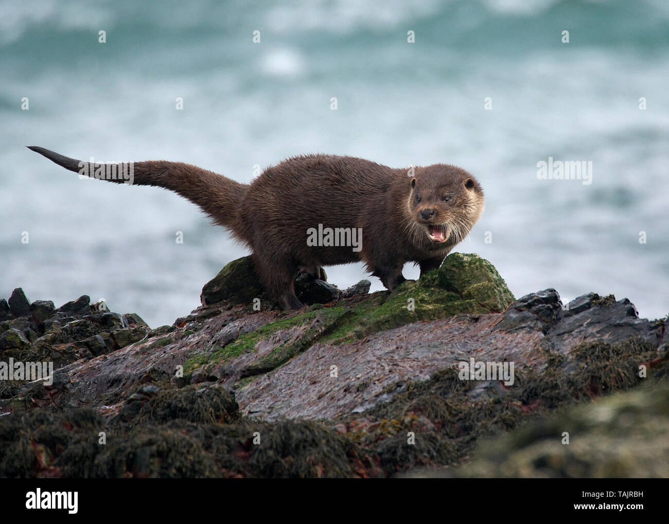 Scottish coastal otter, islay scotland hi-res stock photography and ...