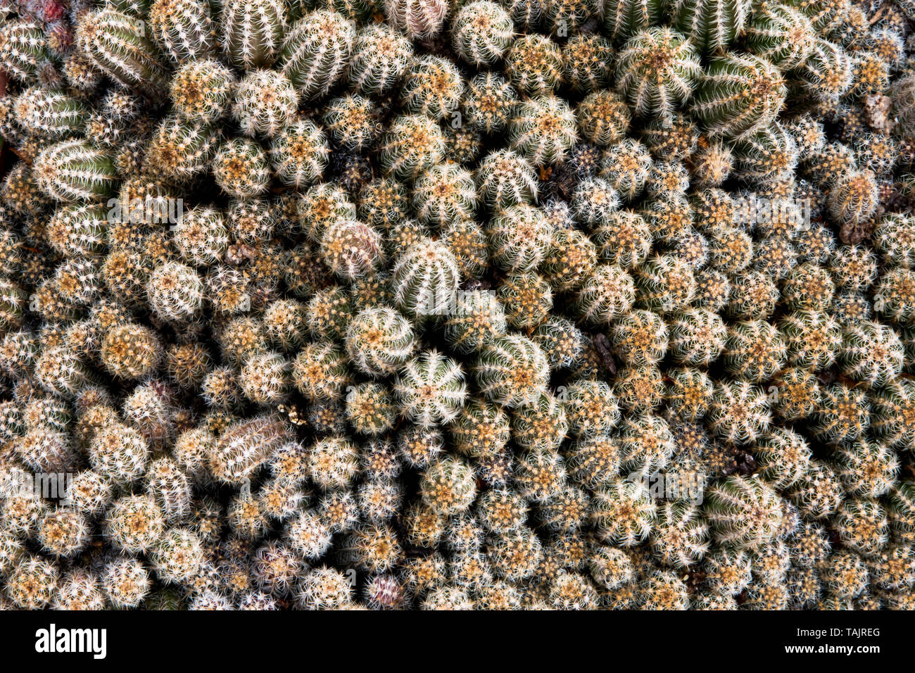 Catcus up close hi-res stock photography and images - Alamy