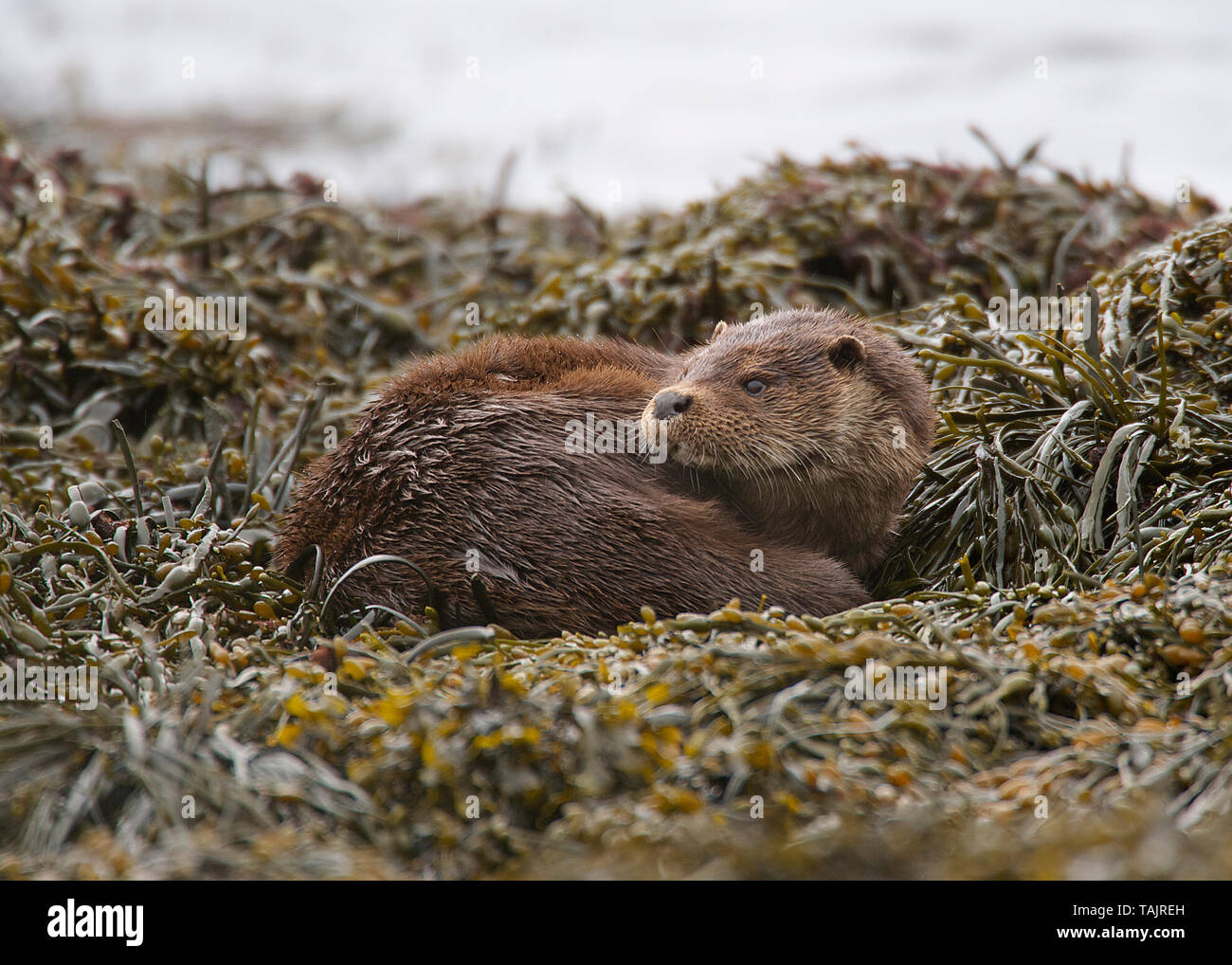 Scottish Coastal otter, islay Scotland Stock Photo - Alamy