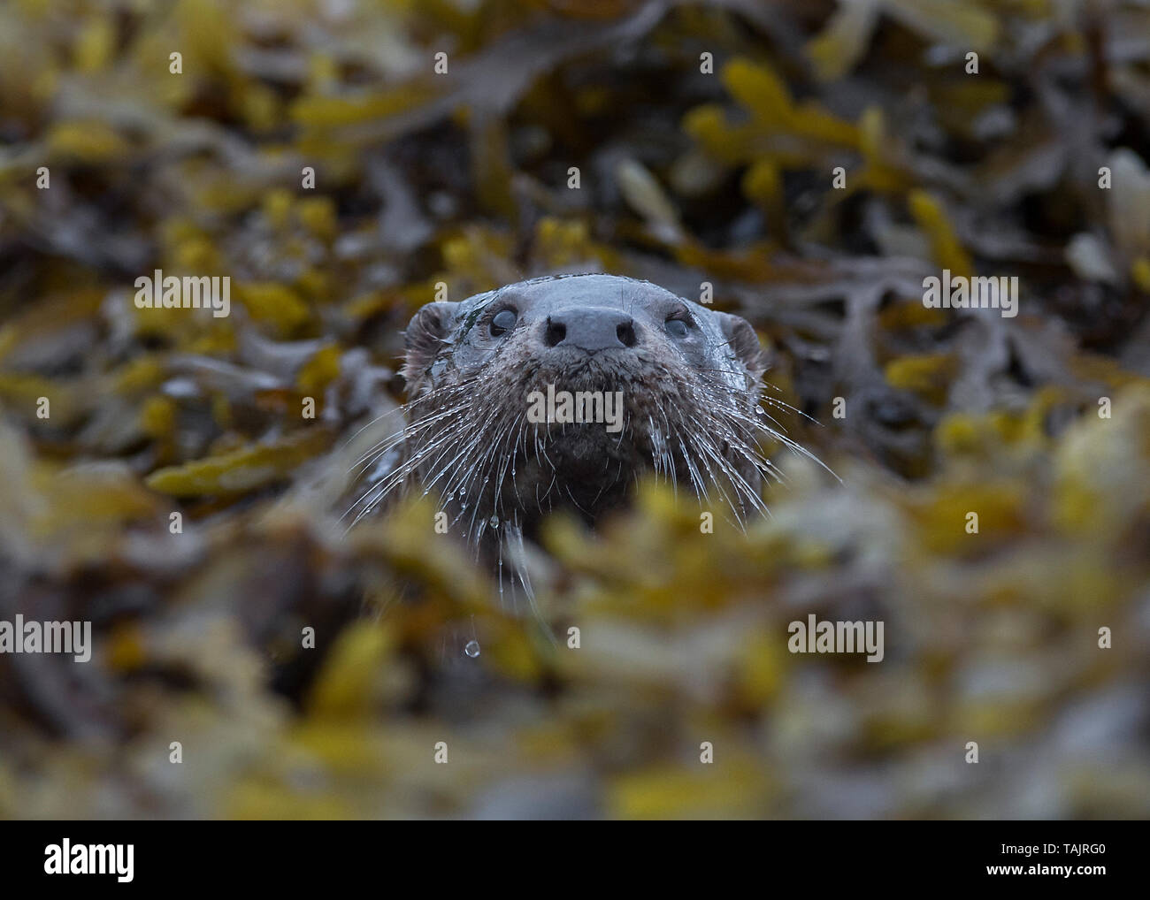 Scottish coastal otter, islay scotland hi-res stock photography and ...