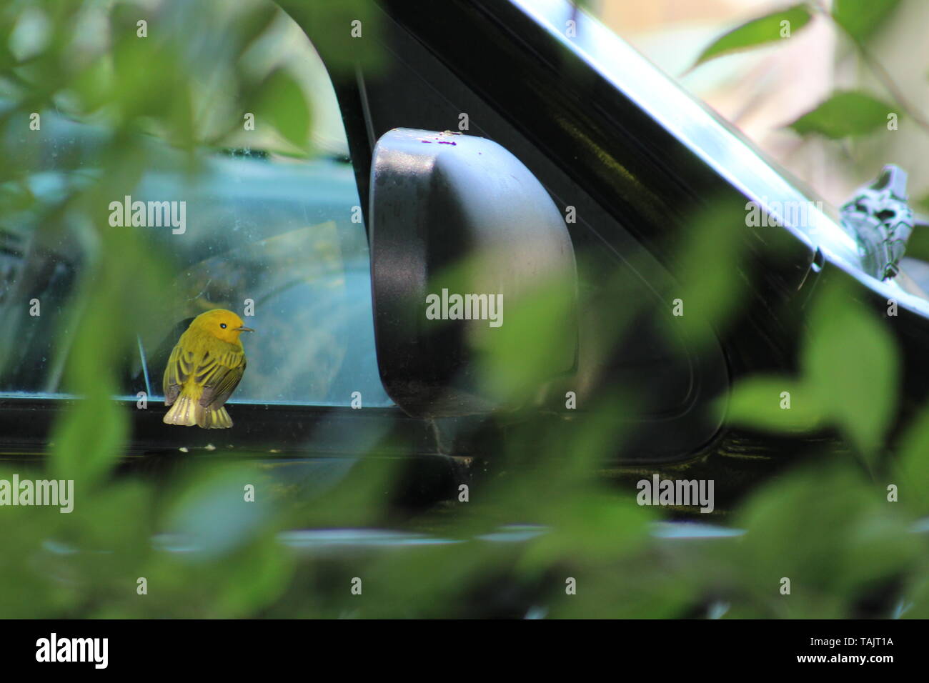 Yellow warbler in flight hi-res stock photography and images - Alamy