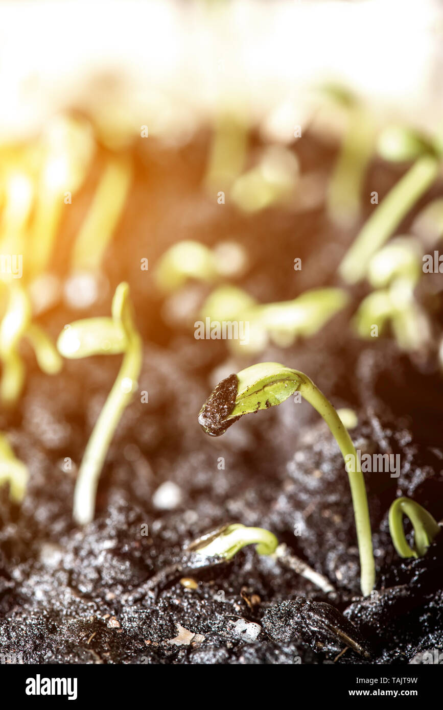 new born of plant and tree. Growth and fresh nature Stock Photo - Alamy