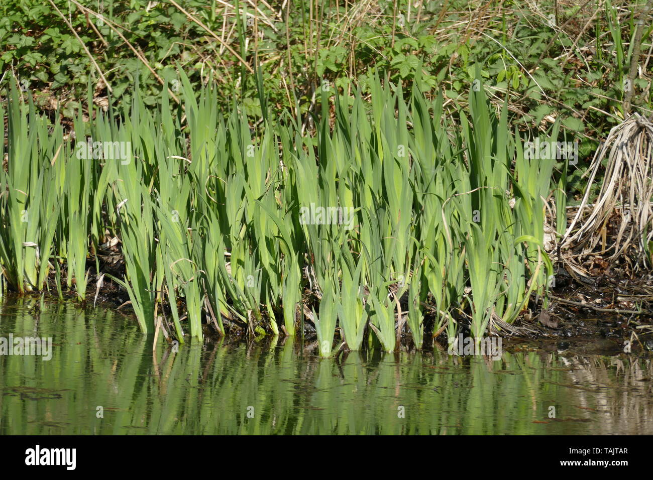 Reeds and grasses hi-res stock photography and images - Alamy