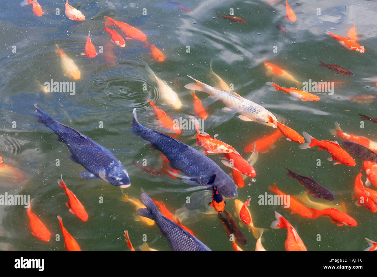 A beautiful bright multicolored group of Variegated carp Cyprinus ...