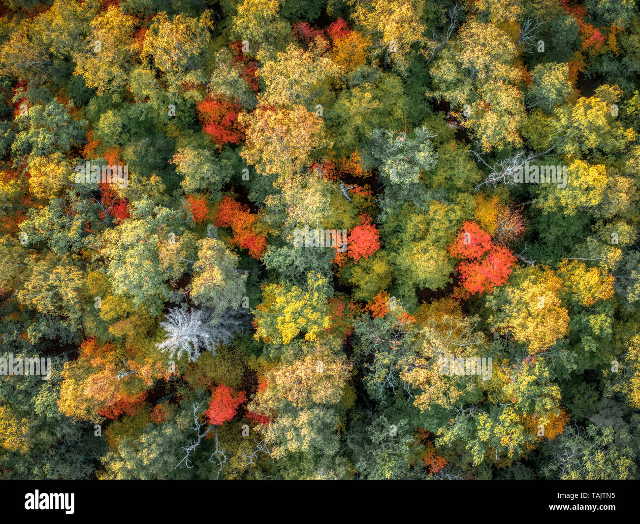 Aerial view fall foliage hi-res stock photography and images - Alamy