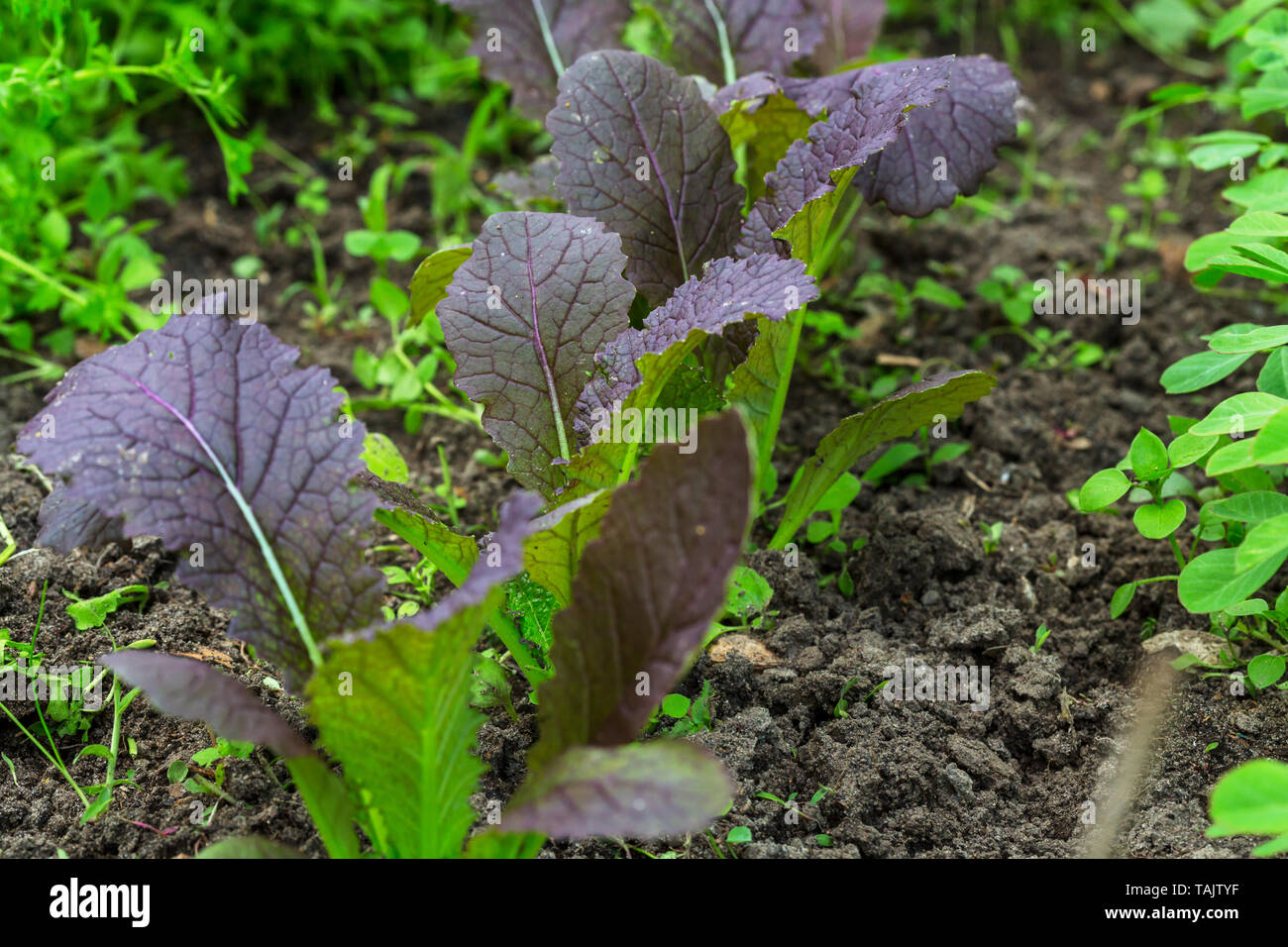 Small Spring sprout in horticultural farm. Concept of a green life ...