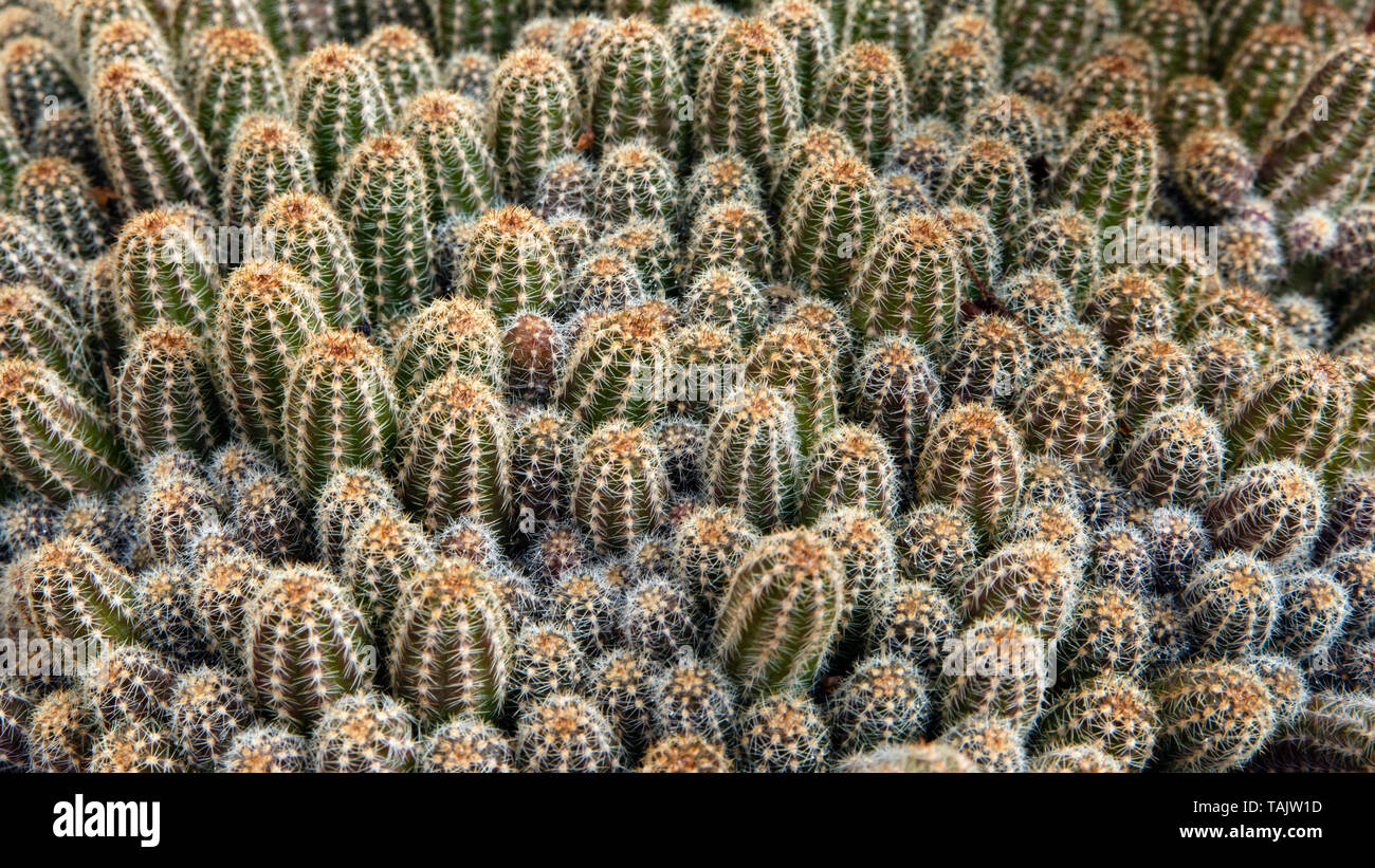 Catcus hi-res stock photography and images - Alamy