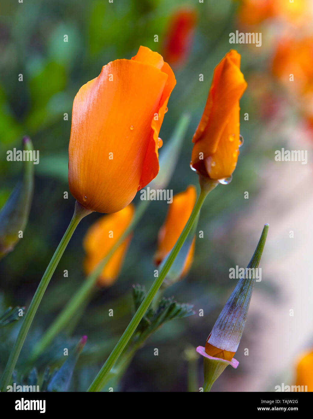 Catcus up close hi-res stock photography and images - Alamy