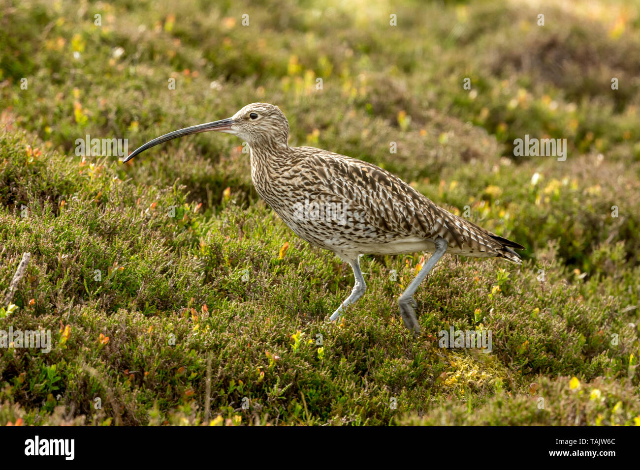 Common curlew nesting hi-res stock photography and images - Alamy