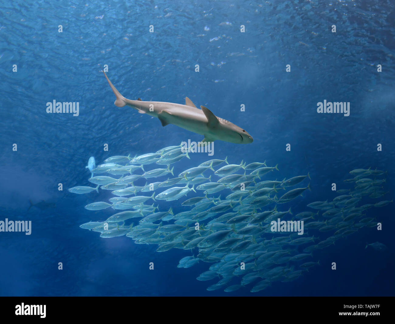 Shark and school of mackerel fish. Aquarium photo Stock Photo - Alamy