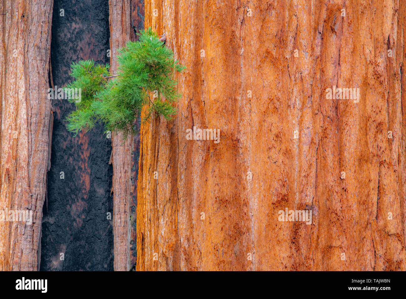 Burn scar hi-res stock photography and images - Alamy