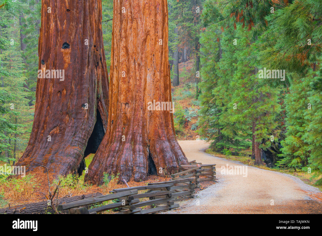 Redwood trees (Sequoiadendron giganteum), Mariposa grove, Yosemite NP ...