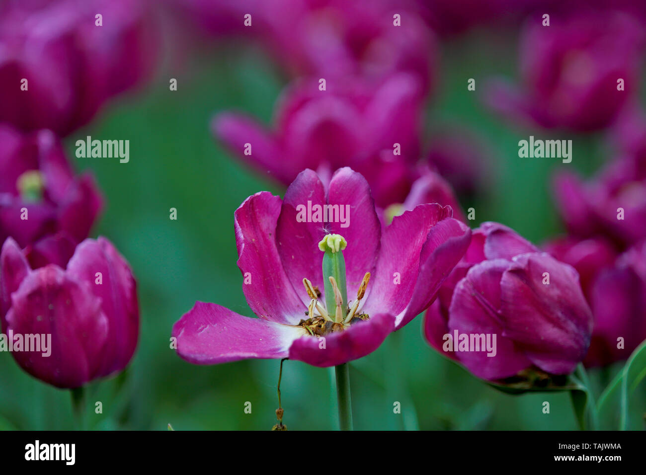 Withered violet tulips on a rainy day in public park Stock Photo - Alamy