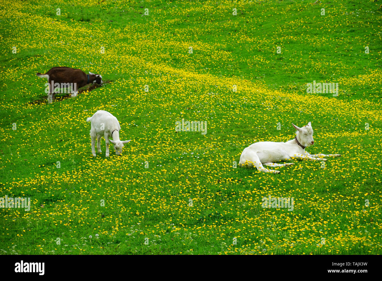 Buttercups goat hi-res stock photography and images - Alamy