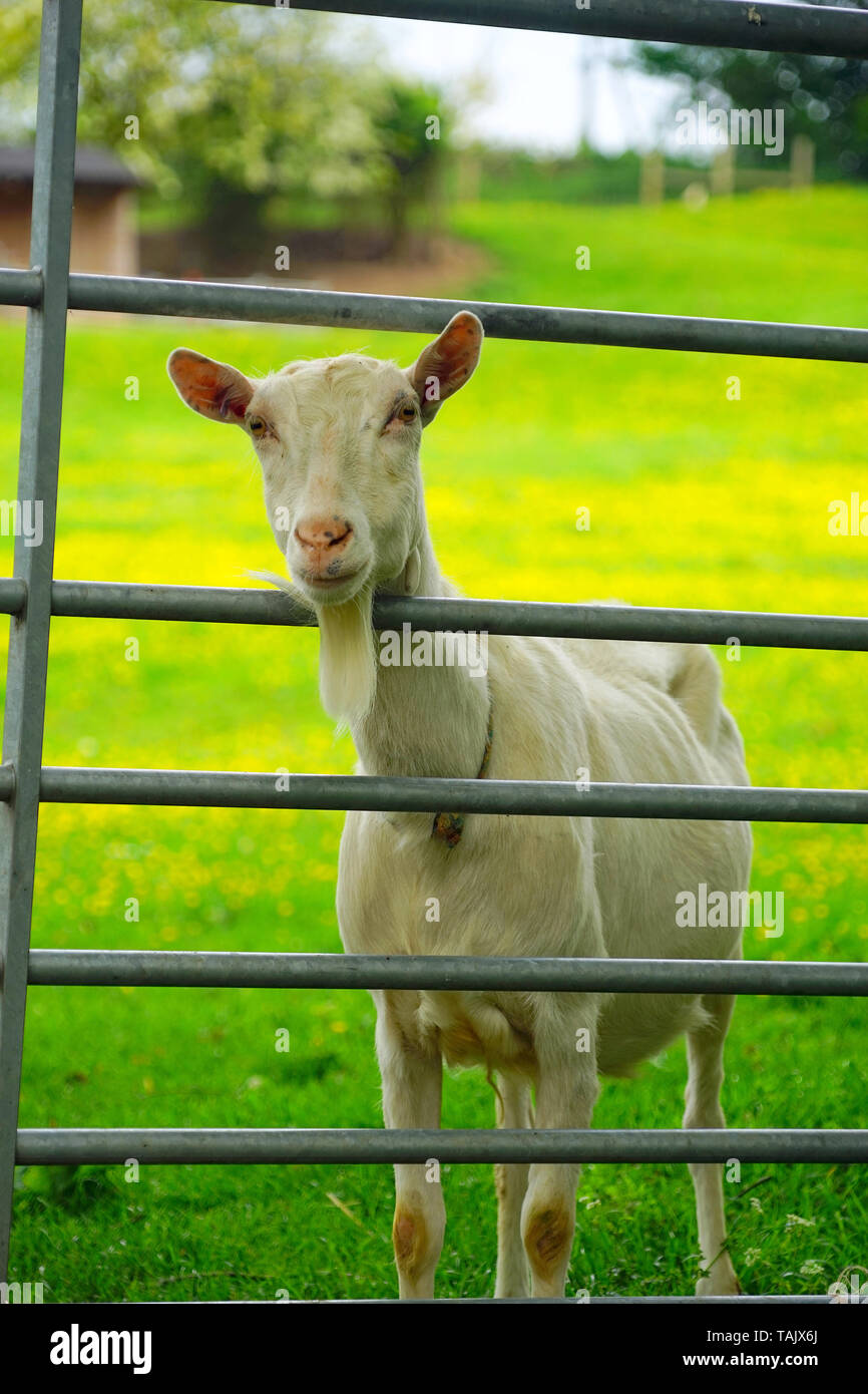 Curious goat hi-res stock photography and images - Alamy