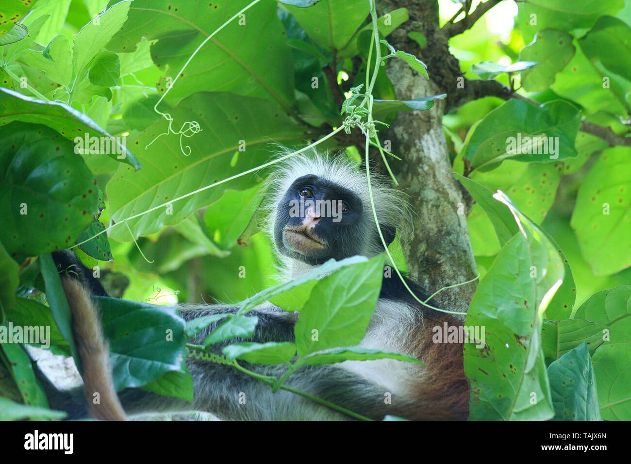 Portrait of isolated endangered red colobus monkey (Piliocolobus ...