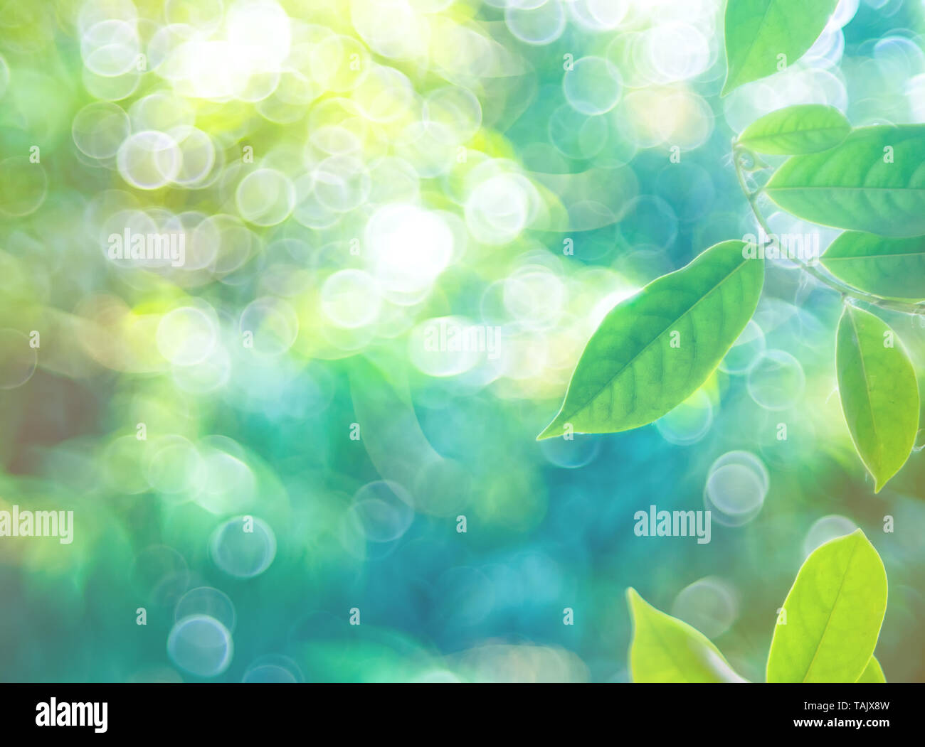 Soft focus green leaf hi-res stock photography and images - Alamy