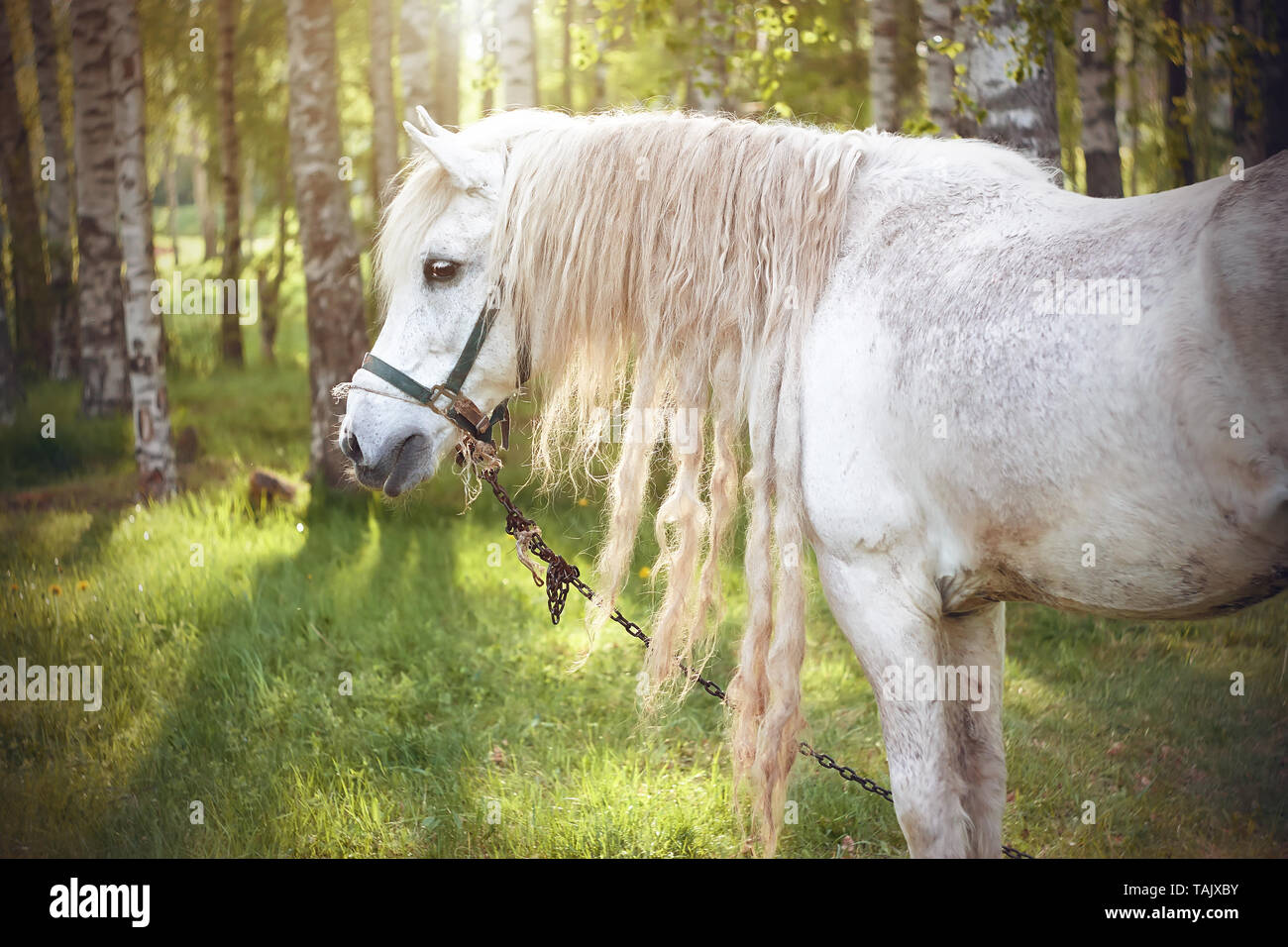 Sunlight Through Strand Of Trees High Resolution Stock Photography and ...