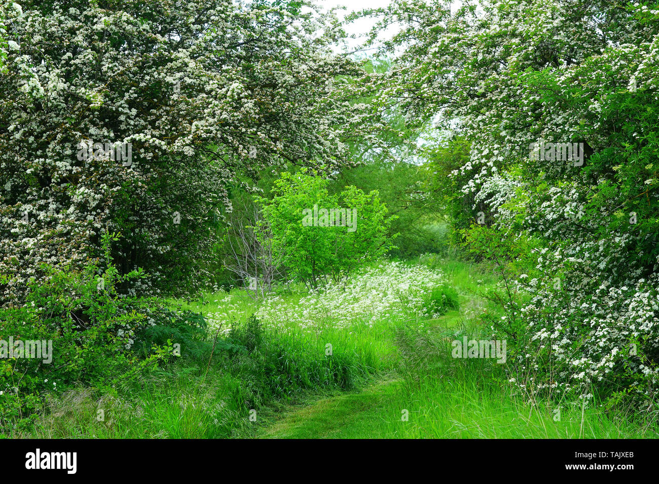 Tow path country hi-res stock photography and images - Alamy