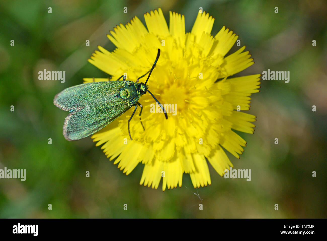 Forester moth, day flying, Longstone Edge, Peak District, on coltsfoot ...