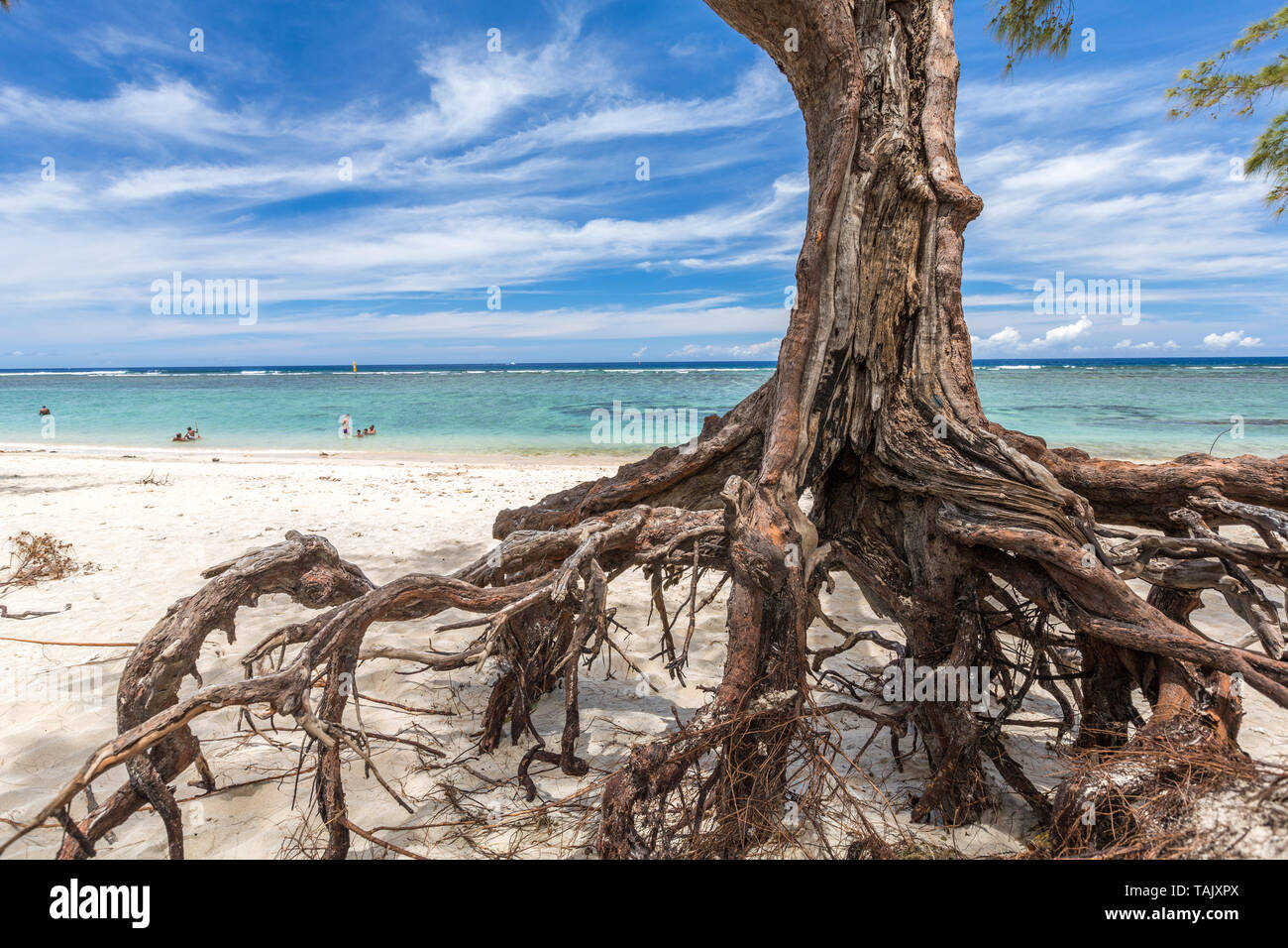 Filao tree at beach near Saint-Paul, La Reunion Stock Photo - Alamy
