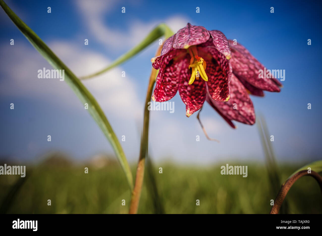 The fritillary is a plant from the lily family. The flower has purple ...