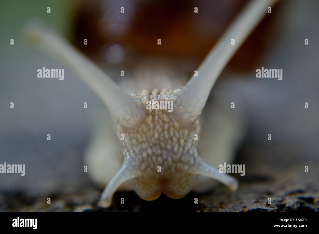 Cornu aspersum close up hi-res stock photography and images - Alamy