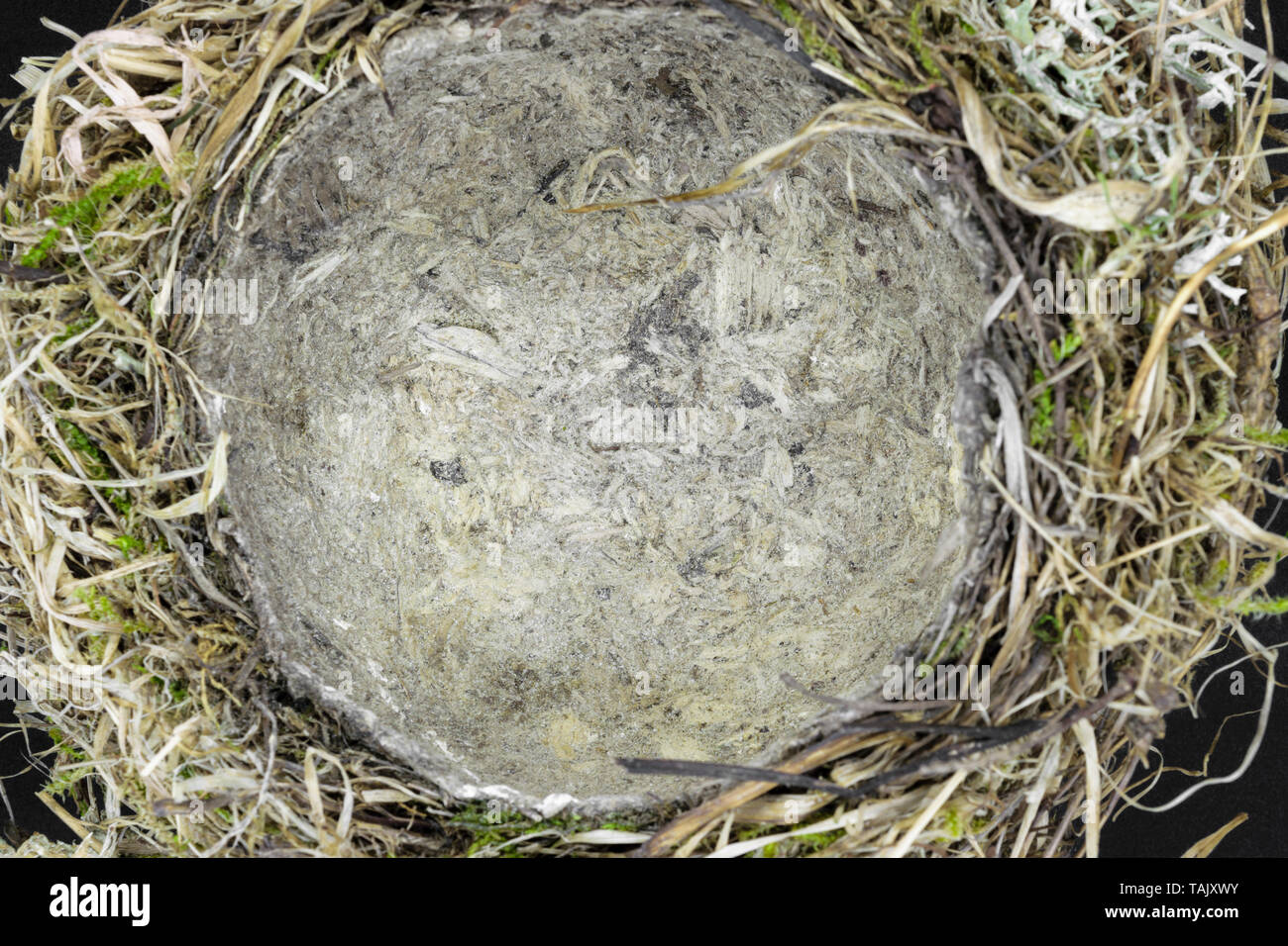 Top view of bird nest made from grass, moss, leaves and branches on ...
