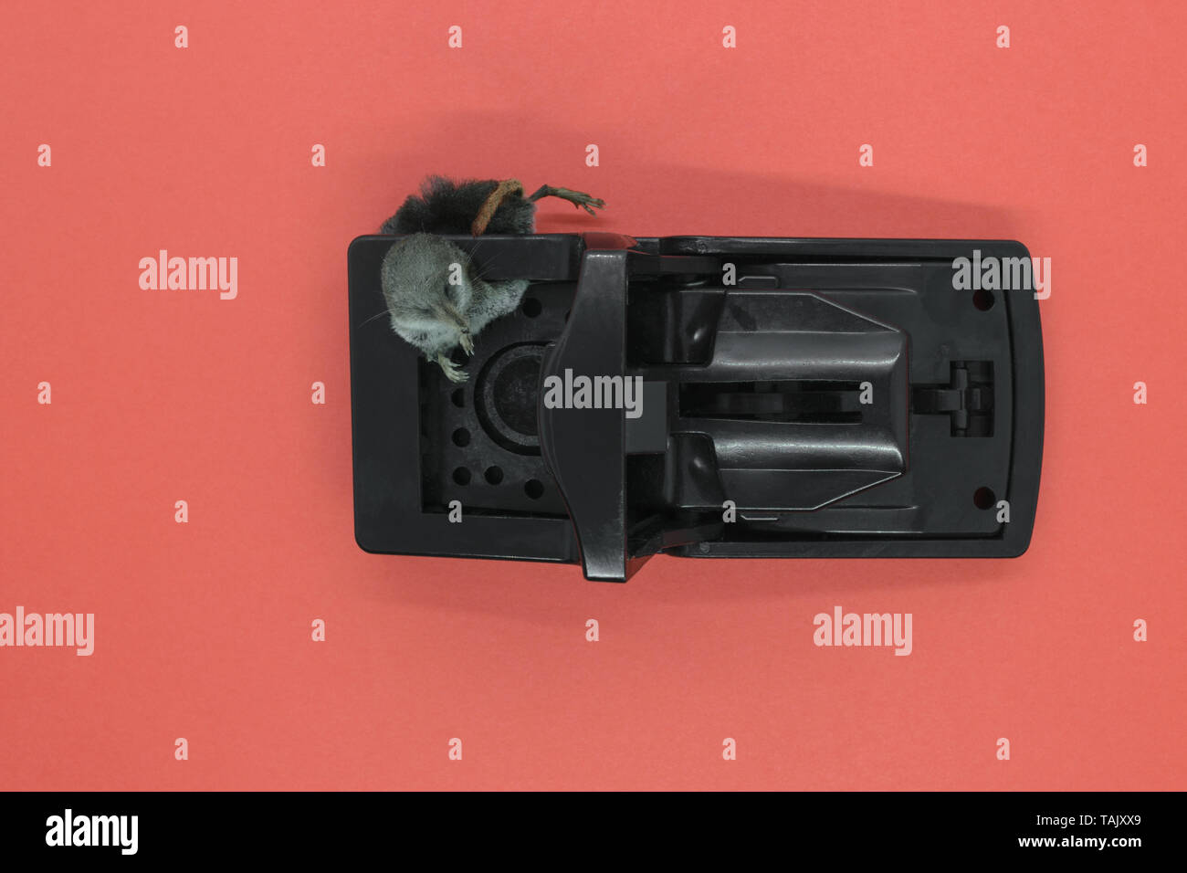 Common shrew mouse in the black plastic mouse trap on pink background ...