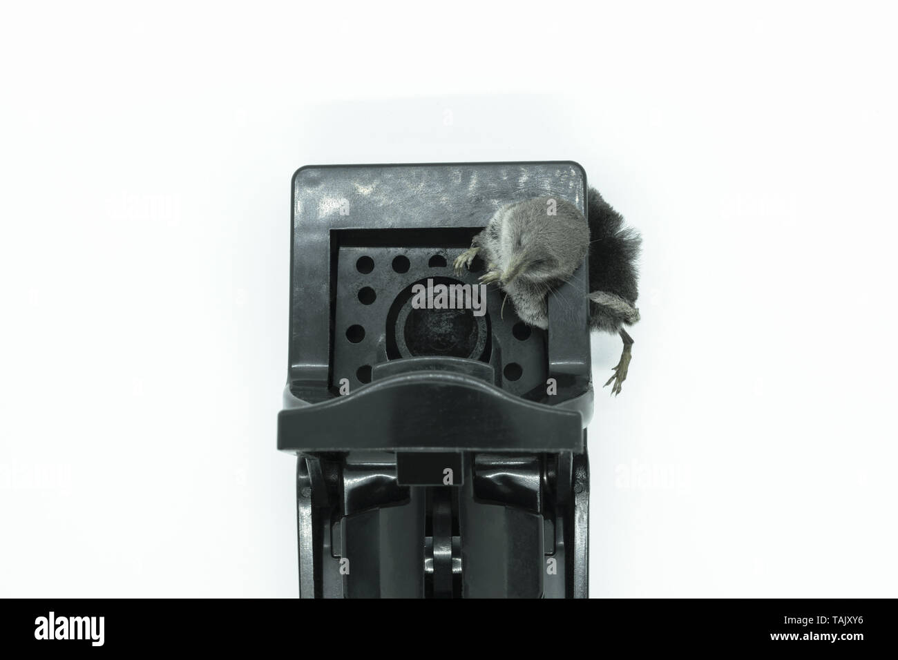 Common shrew mouse in the black plastic mouse trap on white background ...