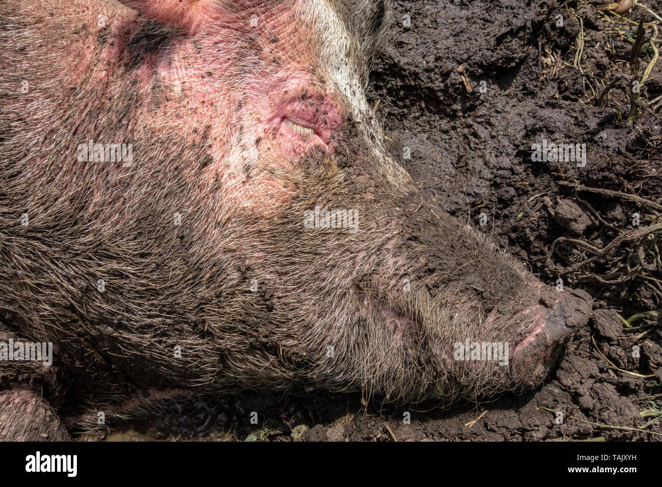 Pig laying in mud at Surrey Docks Farm London Stock Photo - Alamy