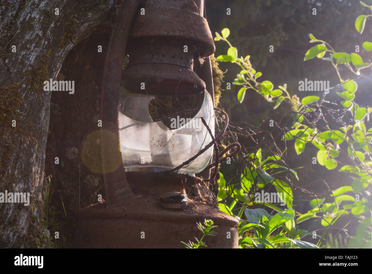 Old, broken and rusty oil lamp near the old tree trunk on branch and ...