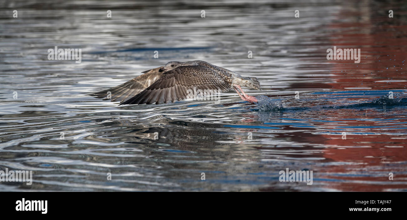 Immature herring Gull, Båtsfjord, Norway, Arctic Norway, Varanger ...