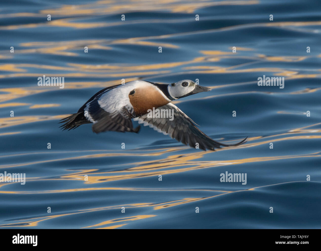 Eider Species High Resolution Stock Photography and Images - Alamy