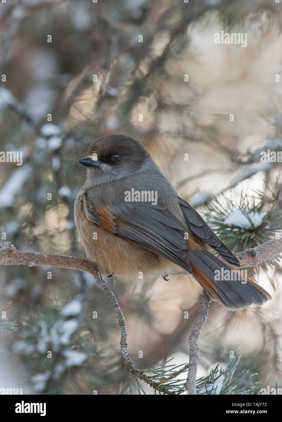 Siberian Jay, Kaamanen, Finland Stock Photo - Alamy