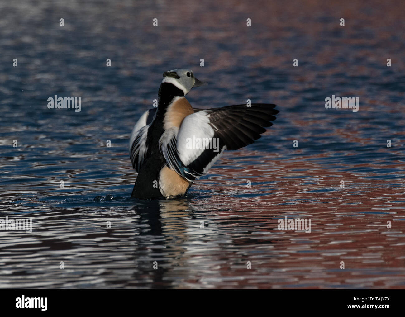 Eider Species High Resolution Stock Photography and Images - Alamy