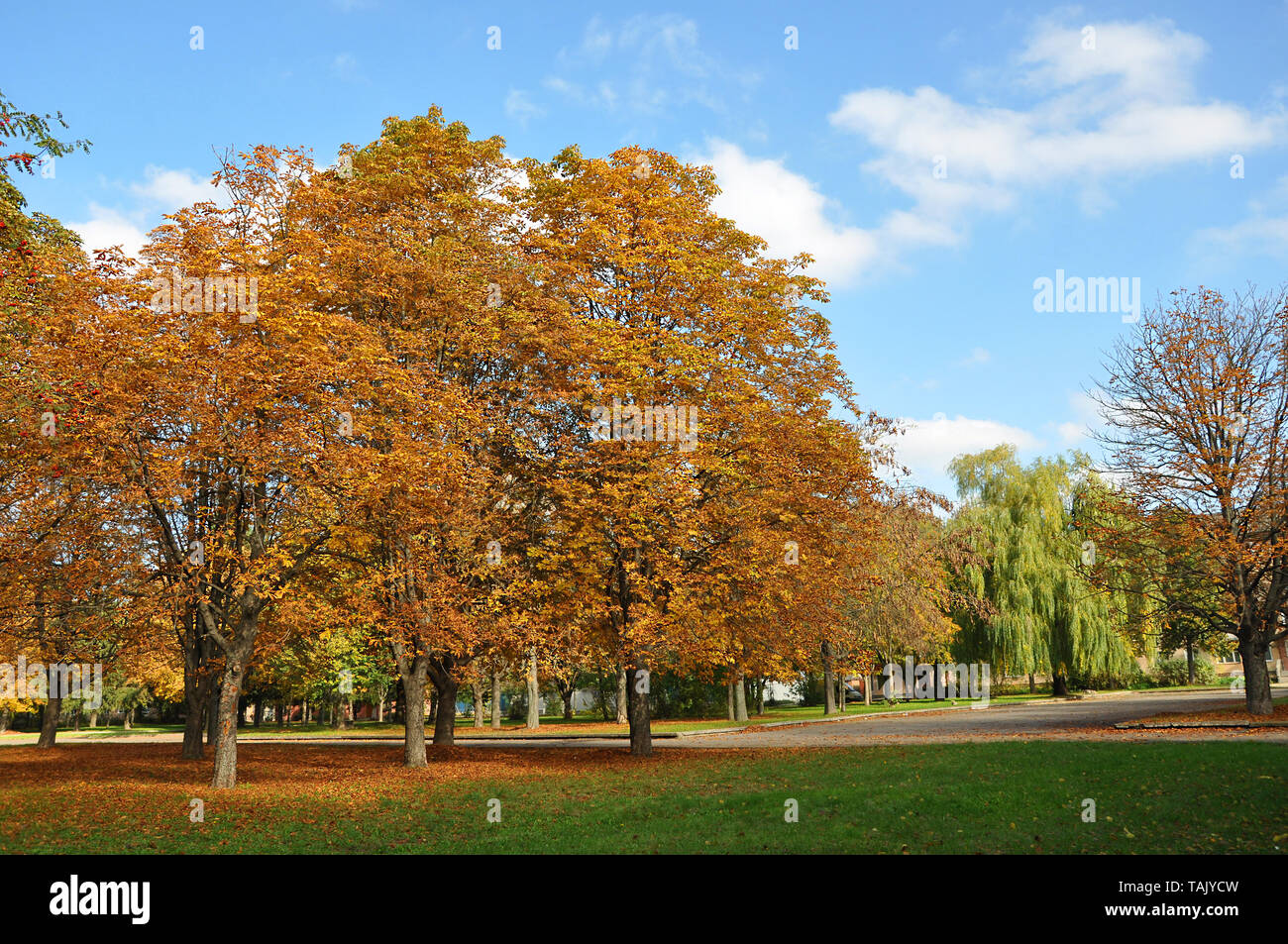 Old chestnut trees hi-res stock photography and images - Alamy