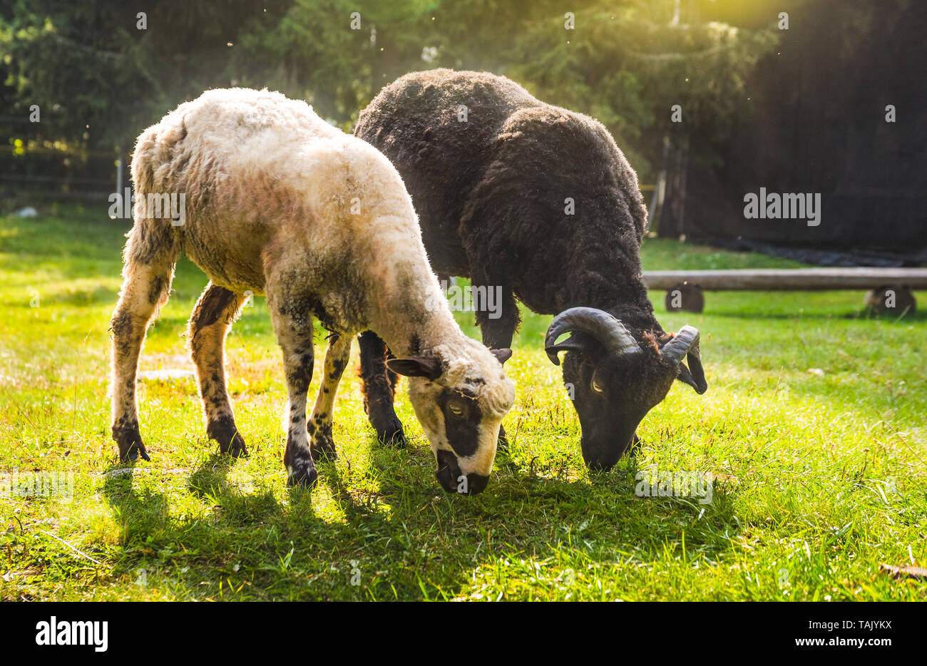 Two black sheeps hi-res stock photography and images - Alamy