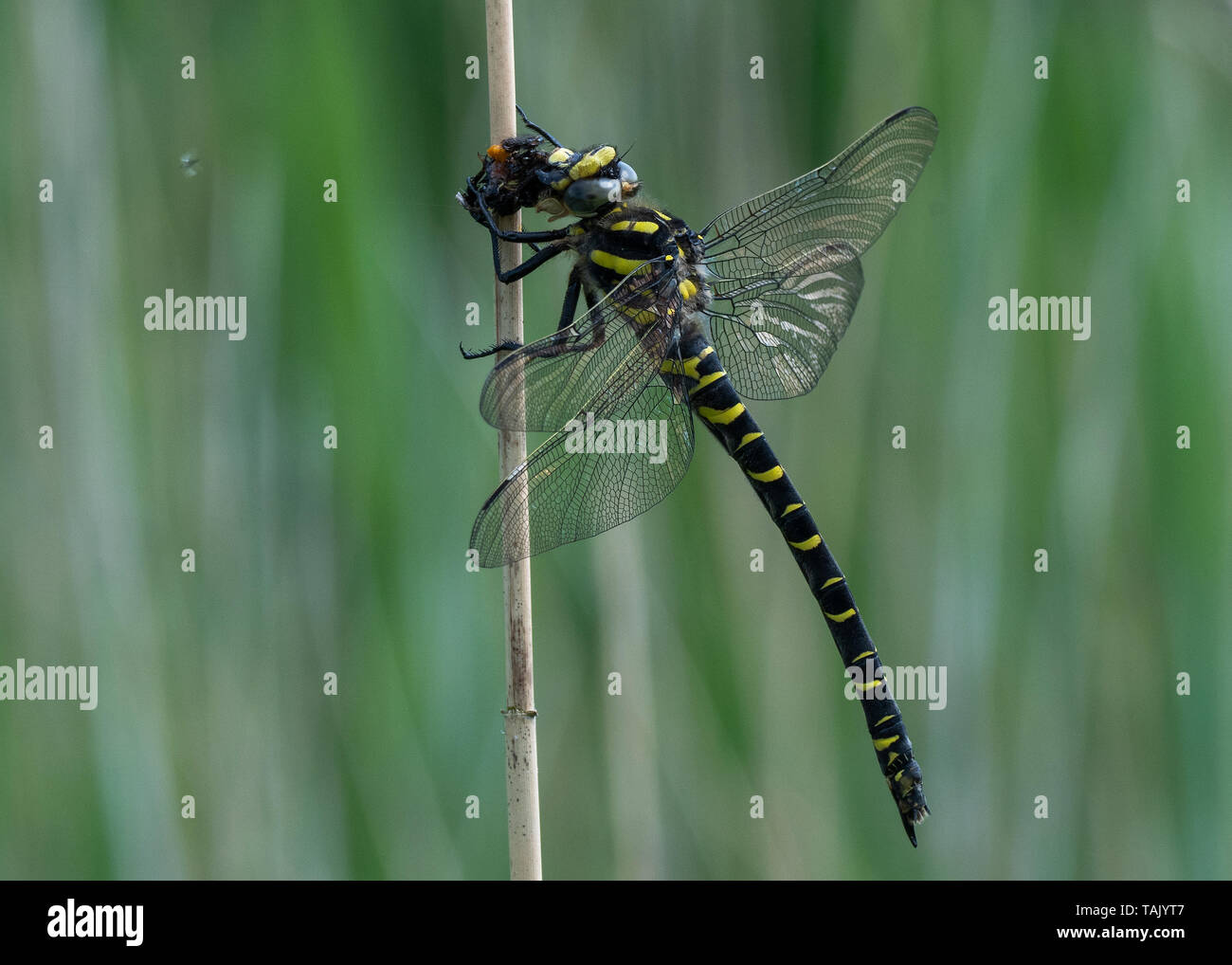 Golden-ringed dragonfly eating bee, Lochaline, Morvern, Scotland Stock ...