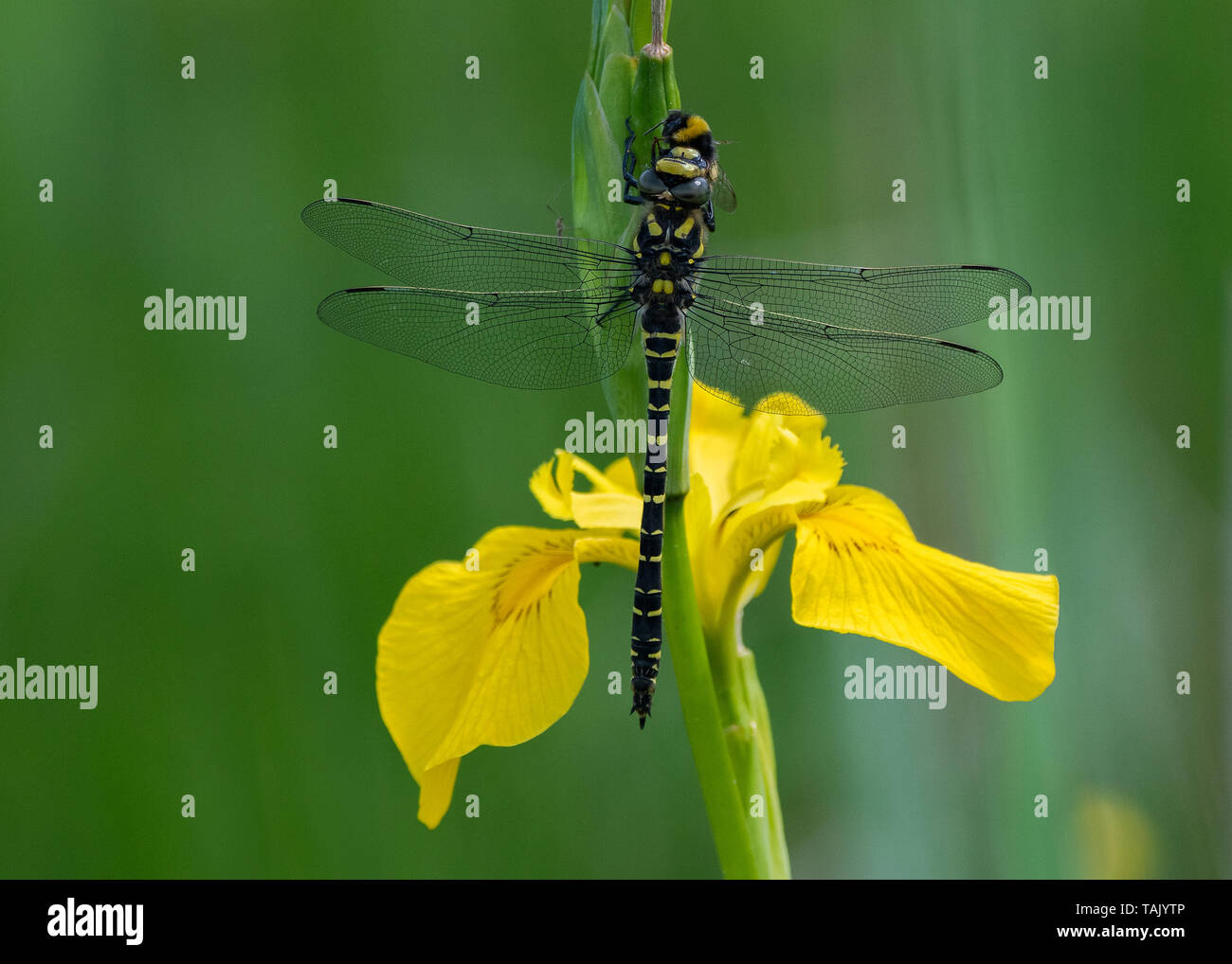 Golden-ringed dragonfly eating bee, Lochaline, Morvern, Scotland Stock ...