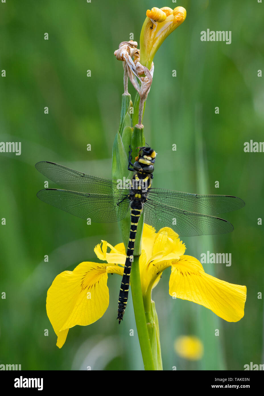 Golden-ringed dragonfly eating bee, Lochaline, Morvern, Scotland Stock ...