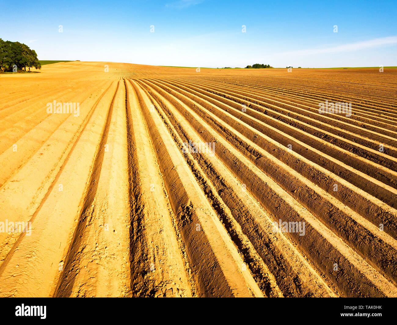 Furrows row pattern in a plowed field prepared for planting crops in ...