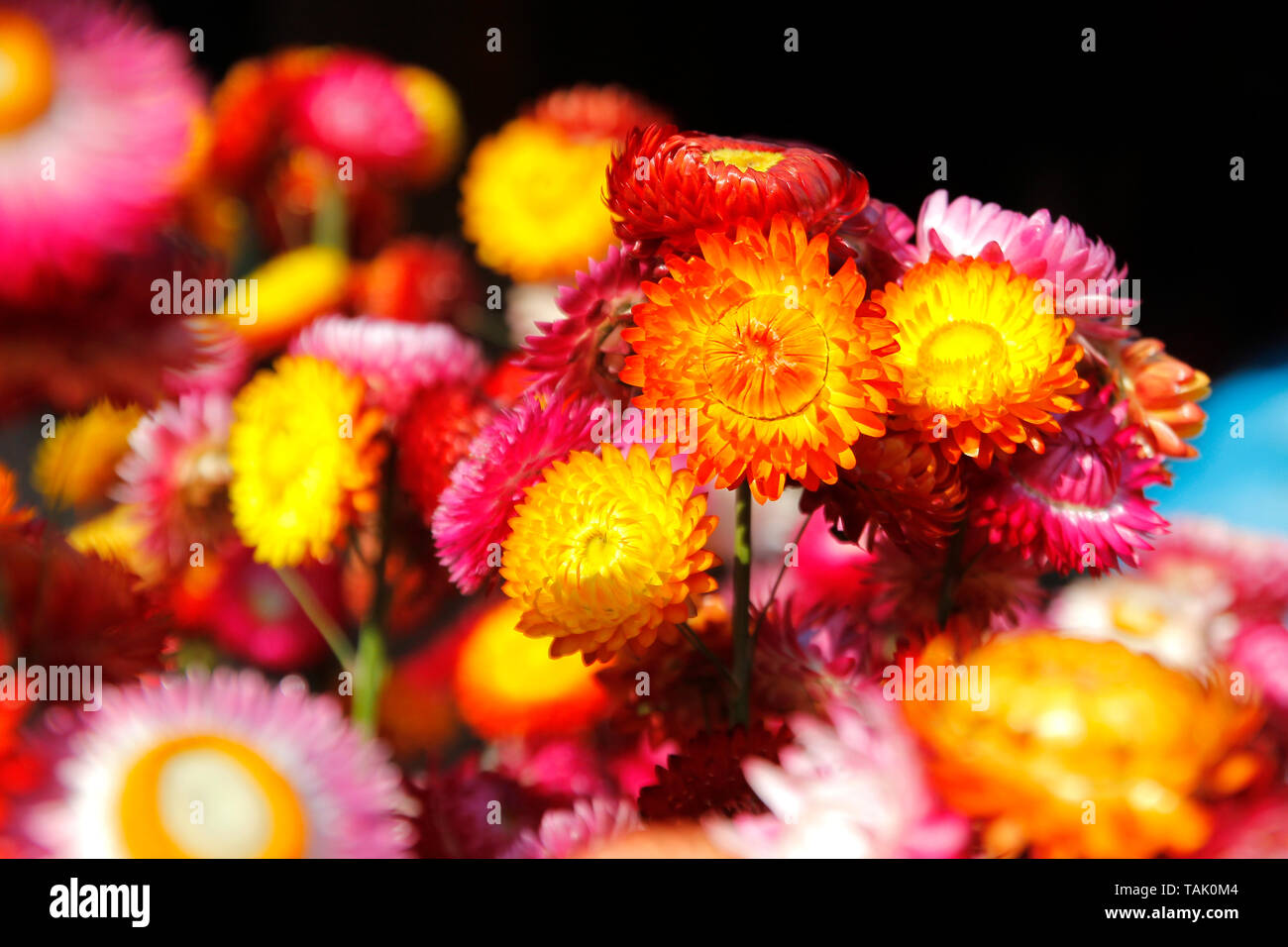 Straw flower hi-res stock photography and images - Alamy